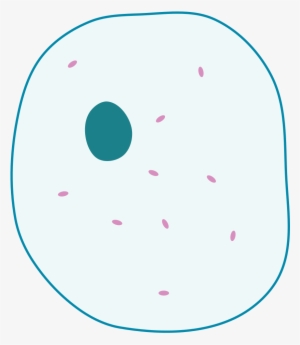 Open - Simple Animal Cell Unlabelled - Free Transparent PNG Download ...