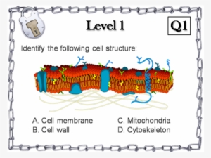 Plant And Animal Cell Organelles Escape Room - Biochemistry Study Guide ...