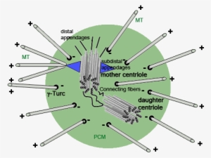 Centrosomes In Fertilization, Early Embryonic Development, - Centrosome ...