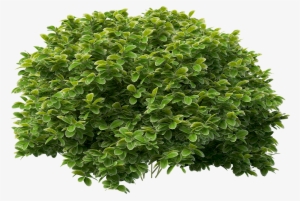 Shrub - Bfdi Shrub - Free Transparent PNG Download - PNGkey