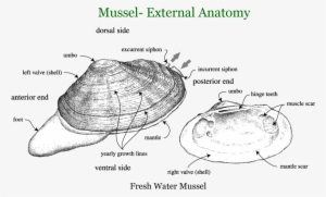 Mussels And Clams - External Anatomy Of Mussels - Free Transparent PNG ...
