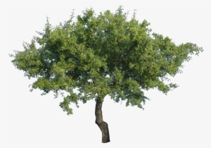 Multi Stem Tree Png - Free Transparent PNG Download - PNGkey