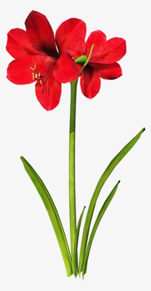 Amaryllis - Amaryllis Flower Png - Free Transparent PNG Download - PNGkey