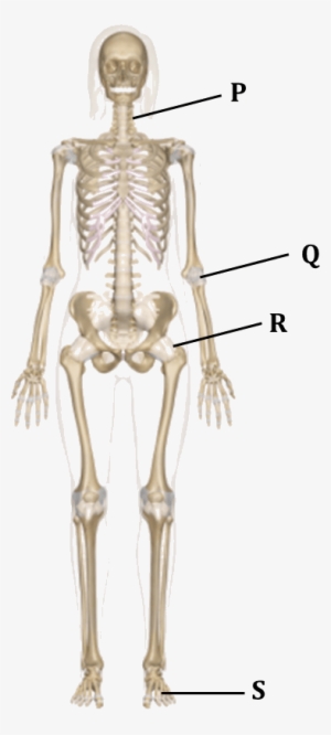 Skeletal System - Cartoon - Free Transparent PNG Download - PNGkey