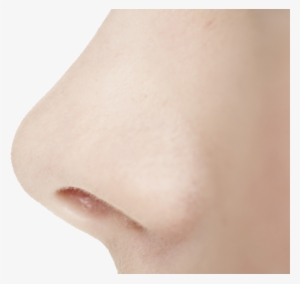 Human Nose Png - Nose - Free Transparent PNG Download - PNGkey
