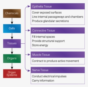Diagram Of The Soft Tissues Of The Body - Tissus Mous - Free ...