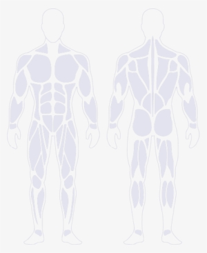 Muscle Groups - Jumping Jack - Free Transparent PNG Download - PNGkey