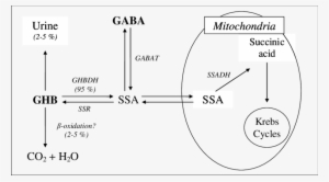 Ghb Metabolism In The Central Nervous System - Gamma-hydroxybutyrate ...