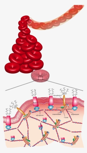 Architecture Of The Cytoskeleton In Red Blood Cells - Red Blood Cell ...