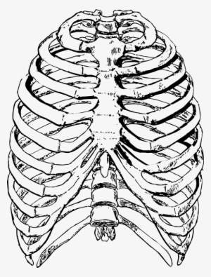 Clip Art Freeuse Free Photo Ribs Front - Human Rib Cage - Free ...