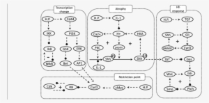 Nodes Represent The Model Components, Arrows Indicate - Diagram - Free ...
