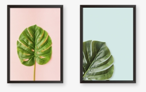 Set Of 2 Frames - Swiss Cheese Plant - Free Transparent PNG Download ...