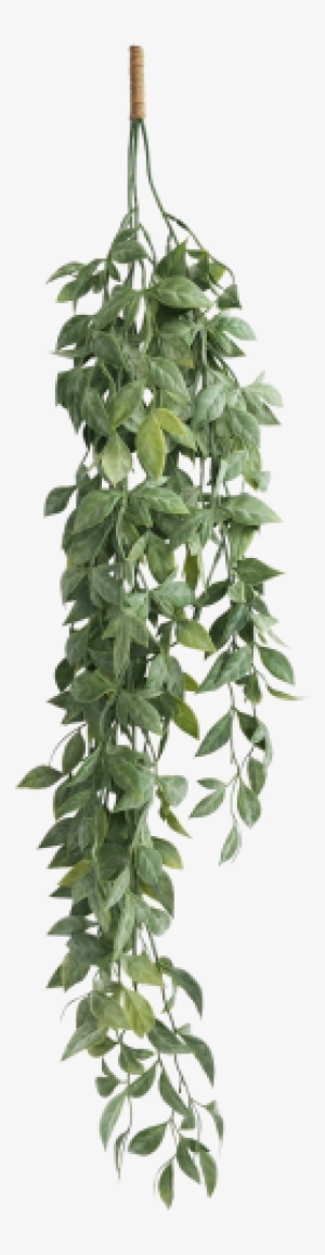 White Green Vine Hanging 88cm - White - Free Transparent PNG Download ...