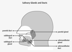 Saliva Contains Water, Electrolytes, Mucus And Enzymes - Salivary ...