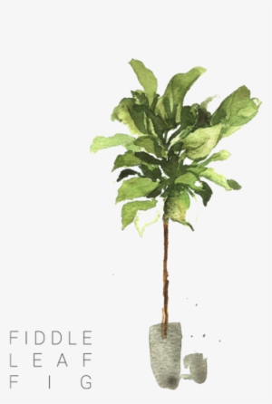 Ficus Lyrata - Fiddle-leaf Fig - Free Transparent PNG Download - PNGkey