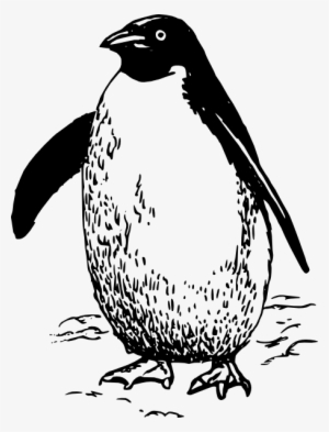 Penguin Png Clip Art - Emperor Penguin Clipart - Free Transparent PNG ...