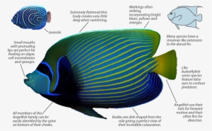 Angelfish - Angelfish Identification - Free Transparent PNG Download ...