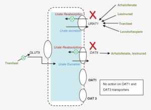Illustration Showing The Novel Drugs And Their Action - Lesinurad ...