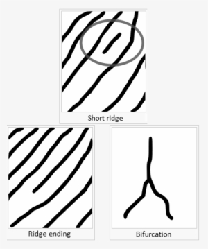 Fingerprint PNG, Transparent Fingerprint PNG Image Free Download - PNGkey