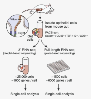 Here We Report Profiling Of 53,193 Individual Epithelial - Single Cell ...
