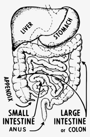 Mouse Small Intestine Organoid Growth And Harvesting - Organoids 6 Well ...