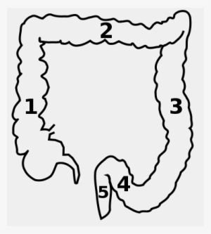 Small - Colon Black And White - Free Transparent PNG Download - PNGkey