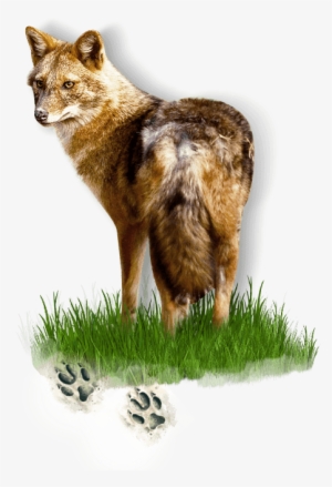 Golden Jackal - Sakal - Free Transparent PNG Download - PNGkey