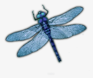 05 Feb 2009 - Blue Objects Png - Free Transparent PNG Download - PNGkey