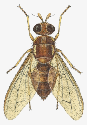 Flies Png Pic - Swarm Of Flies Png - Free Transparent PNG Download - PNGkey