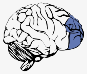 Prefrontal Cortex Of The Brain - Prefrontal Cortex - Free Transparent ...