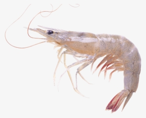 Krill With No Background - Free Transparent PNG Download - PNGkey