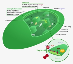Chloroplast Diagram - Chloroplast Dna - Free Transparent PNG Download ...