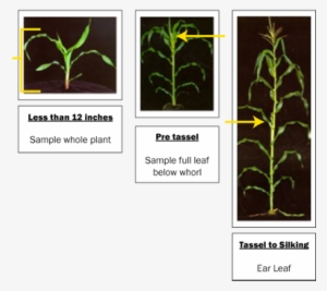Corn - Ear Leaf Sample Corn - Free Transparent PNG Download - PNGkey