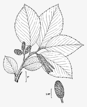 Alnus Incana Drawing 2 - Alnus Incana - Free Transparent PNG Download ...