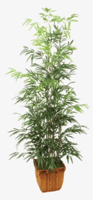 Silk Bamboo Tree In Dark Basket - Png Transparent Bamboo Tree - Free ...