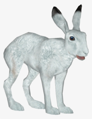 Arctic Hare No Background - Free Transparent PNG Download - PNGkey