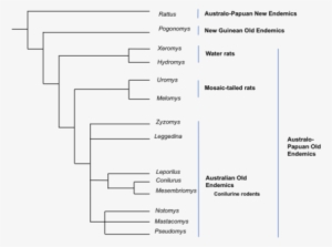 Figure 1 The Phylogeny Of Rodents Of The Subfamily - Document - Free ...