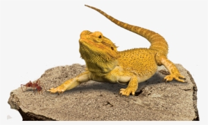Bearded Dragon Transparent Background Png Mart - Bearded Dragon Png ...