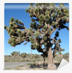 Jumping Cholla - Free Transparent PNG Download - PNGkey