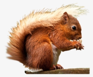 Squirrel Png Transparent Images - Red Animal Transparent Background ...