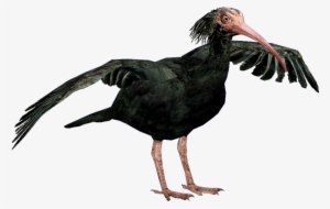 Ibisnorthernbald Hendrix - Turkey - Free Transparent PNG Download - PNGkey