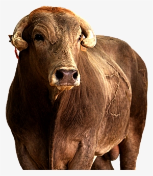 Smackdown - Best Bucking Bulls In History - Free Transparent PNG ...