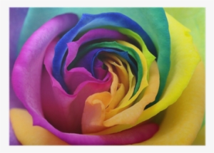 Rainbow Rose - Free Transparent PNG Download - PNGkey