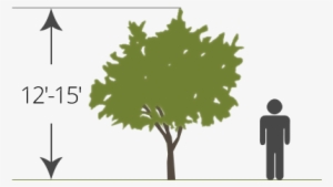 Semi Dwarf Bare Root Tree Size - Tree - Free Transparent PNG Download ...