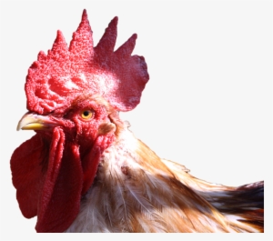 Chicken Head Png - Chicken Icon - Free Transparent PNG Download - PNGkey