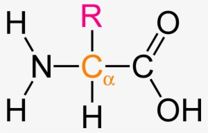 Alpha Amino Ac - Molecule Of Protein - Free Transparent PNG Download ...