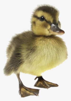 Baby Daisy Duck Png - Free Transparent PNG Download - PNGkey