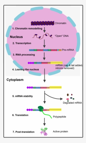 Gene Expression Eukaryote - Eukaryotic Gene Expression Process - Free ...