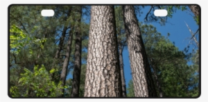 Tall Pine Trees Mt Lemmon Arizona License Plate - Arizona - Free ...