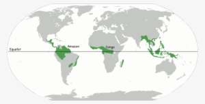 Rainforest - Amazon Forest Map World - Free Transparent PNG Download ...